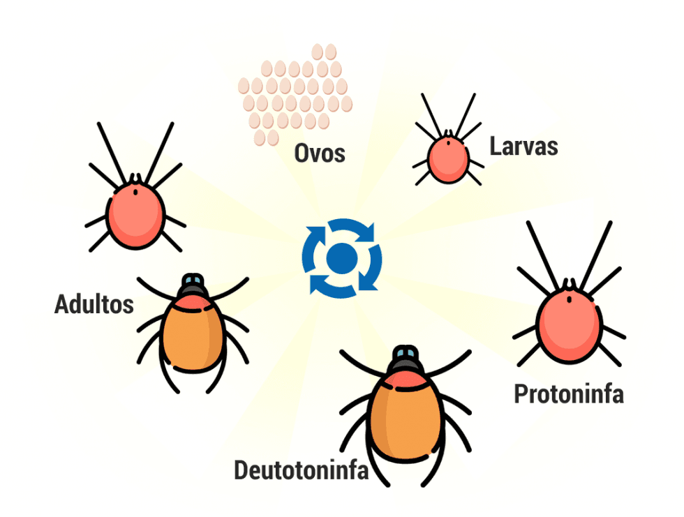 Carrapatos // Tipos, Ciclo de Vida, Riscos, Biologia dos Carrapatos